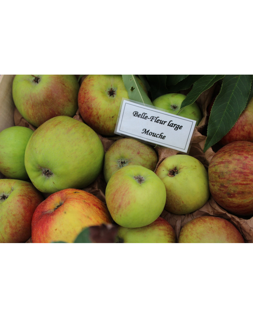 Plum tree Opal - Prunus Domestica Opal