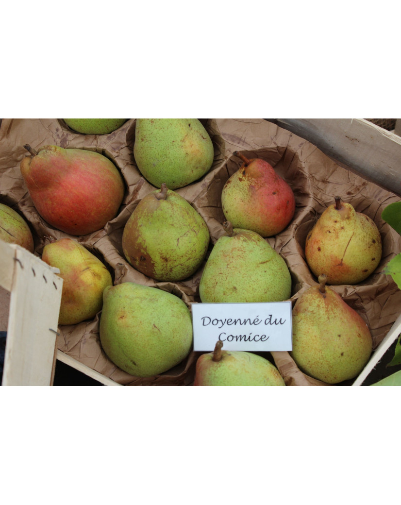 Doyenné du Comice Pear Tree - Pyrus communis Doyenné du Comice