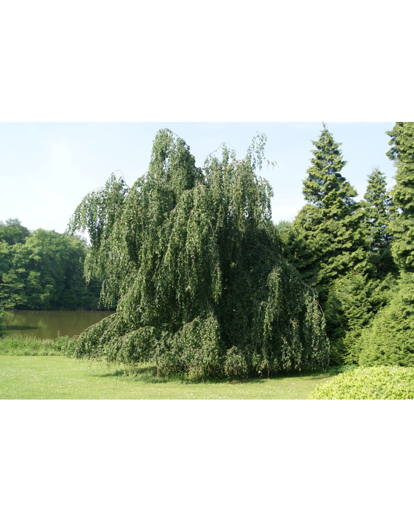 Treurberk Tristis - Betula pendula - treurboom