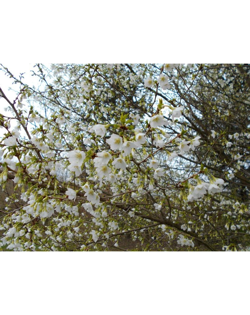 Fuji Cherry Midori Zakura - Prunus incisa Midori Zakura (Yamadei)