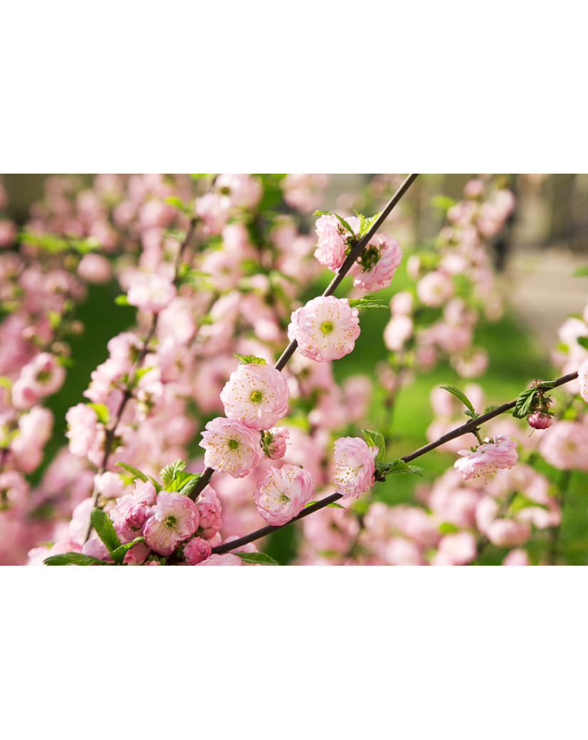 Amandier à fleurs - Amandier de Chine - Prunus triloba