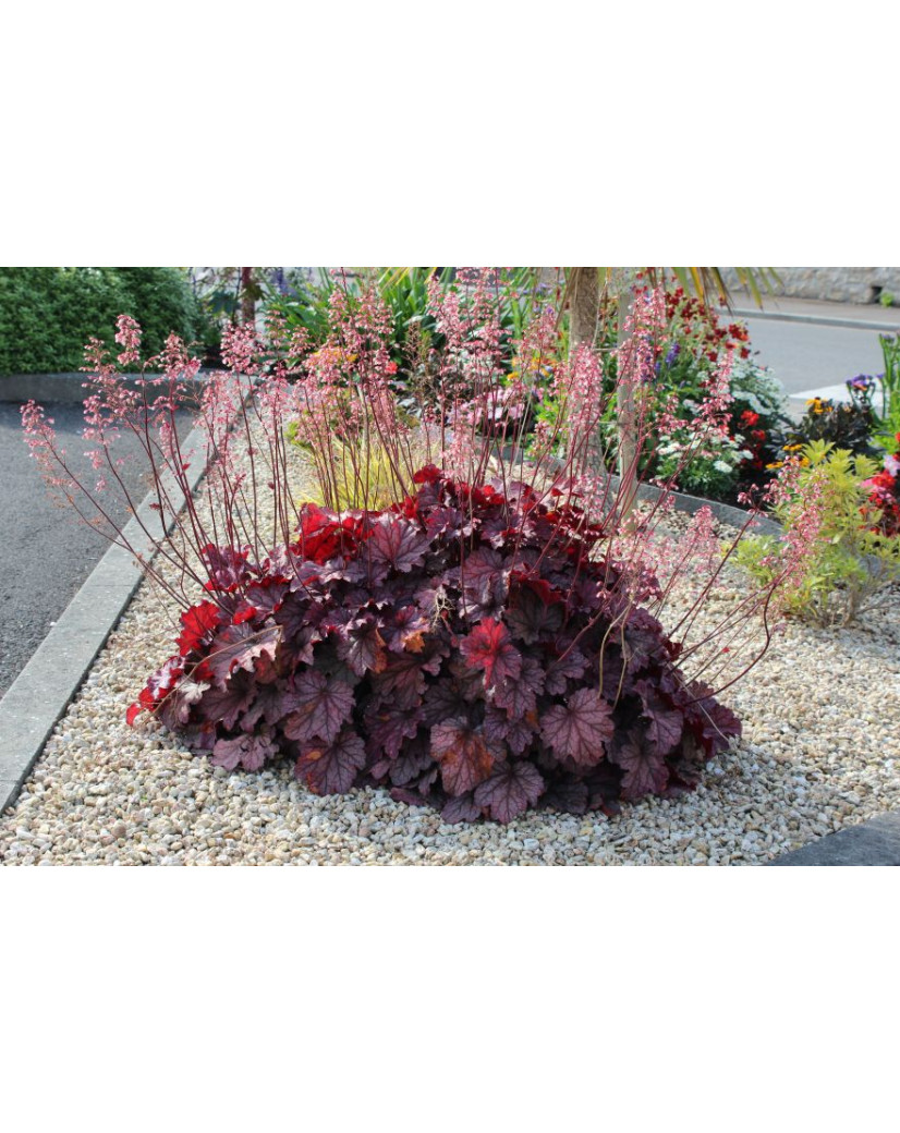 Coral Bells Timeless Treasure - Heuchera Timeless Treasure®