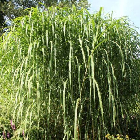 Giant Chinese Silver Grass - Miscanthus floridulus giganteus