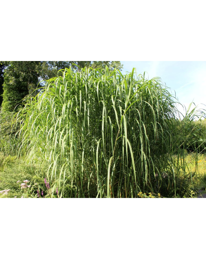 Roseau de Chine géant - Miscanthus floridulus giganteus