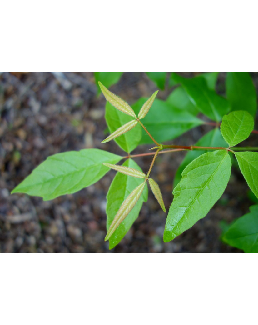 Three-Flower Maple - Acer Triflorum