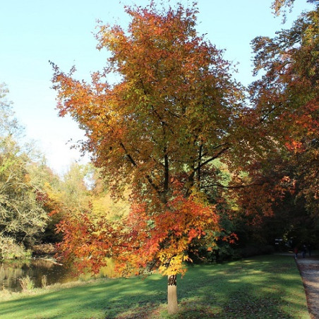 Black tupelo - Nyssa Sylvatica