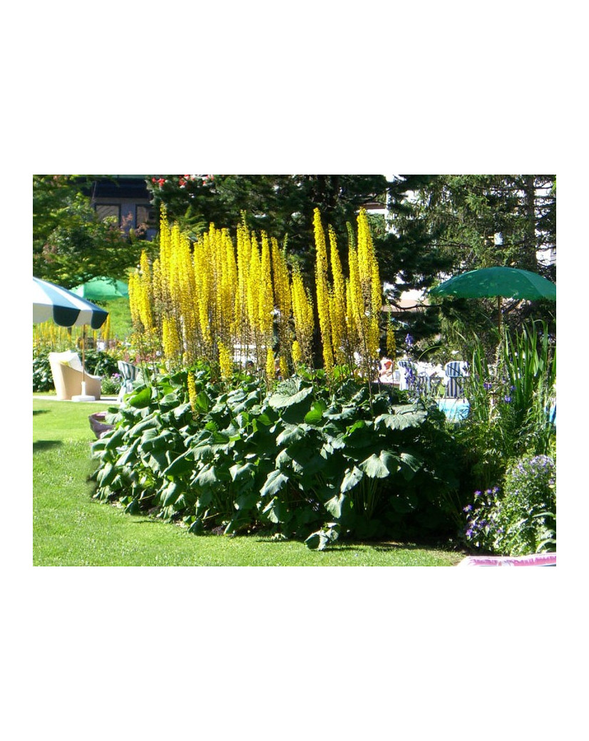Leopard Plant ‘The Rocket’ - Ligularia stenocephala The Rocket