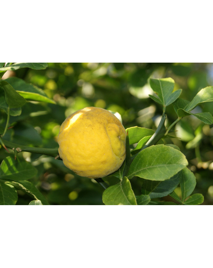 Trifoliate Orange - Poncirus Trifoliata