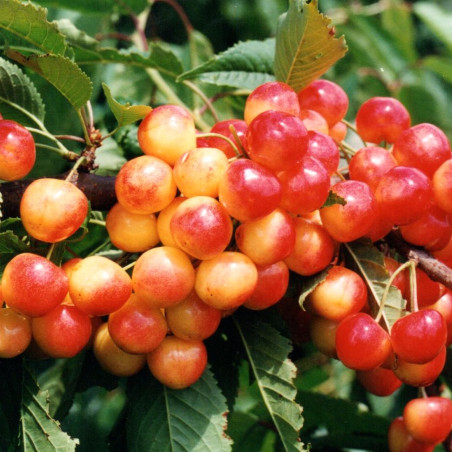 Cerisier Bigarreau Napoléon - Prunus Bigarreau Napoléon
