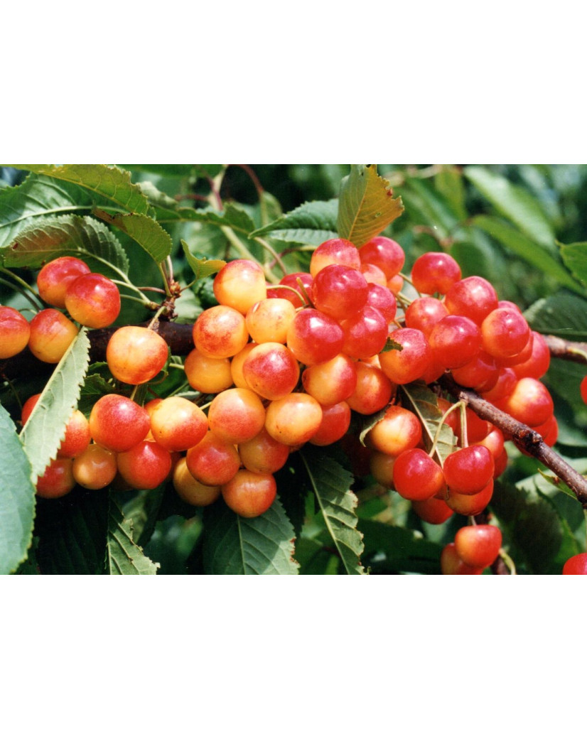 Cerisier Bigarreau Napoléon - Prunus Bigarreau Napoléon