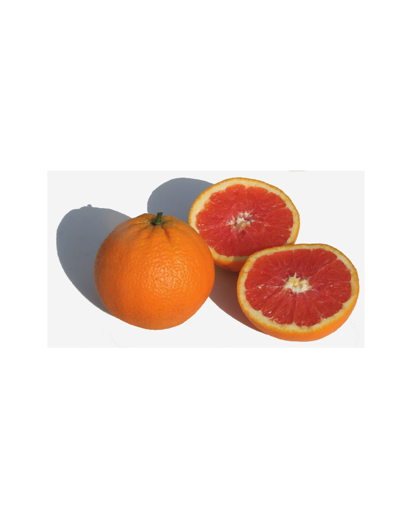 Orange tree Cara Cara - Citrus sinensis 'Cara Cara'