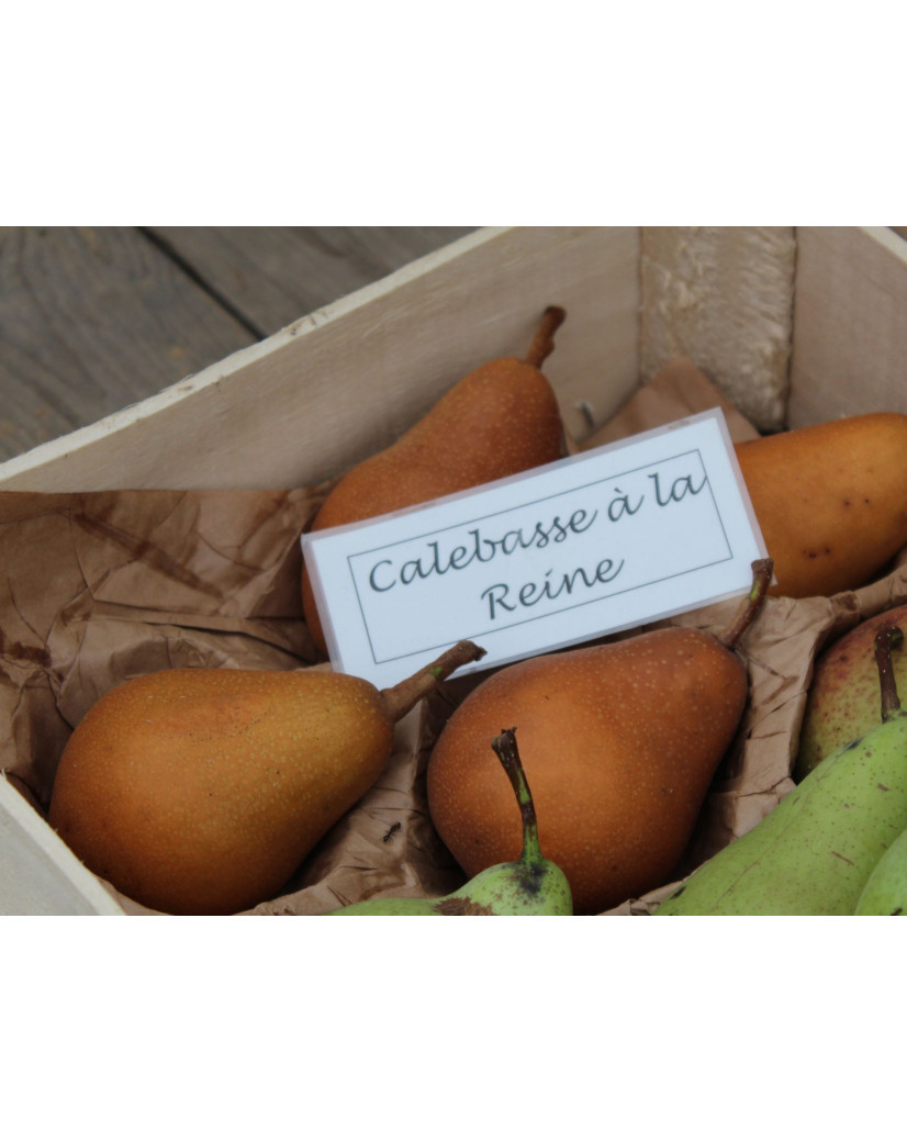 Poirier Calebasse à la Reine - Pyrus communis Calebasse à la Reine