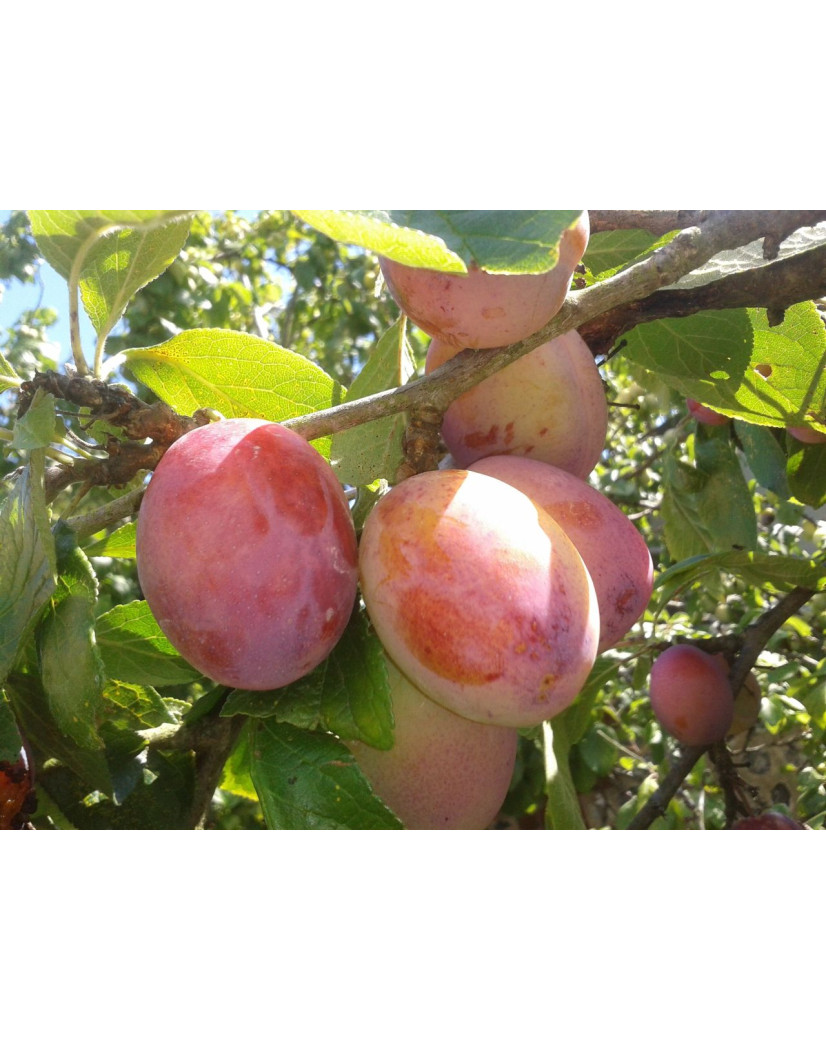 Prunier Victoria - Prunus domestica 'Victoria' en pot de 10 litres
