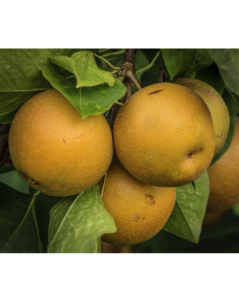 Olympic Nashi pear tree - Pyrus Pyrifolia Olympic