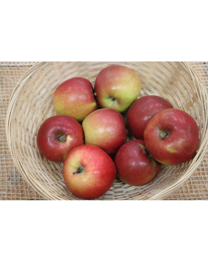 Jonathan Apple Tree – Malus domestica Jonathan