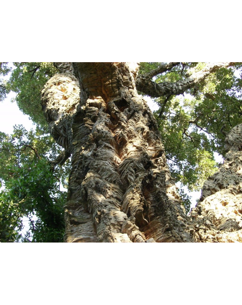 Chêne-liège - Quercus suber