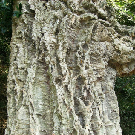 Chêne-liège - Quercus suber