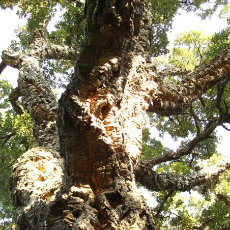 Chêne-liège - Quercus suber