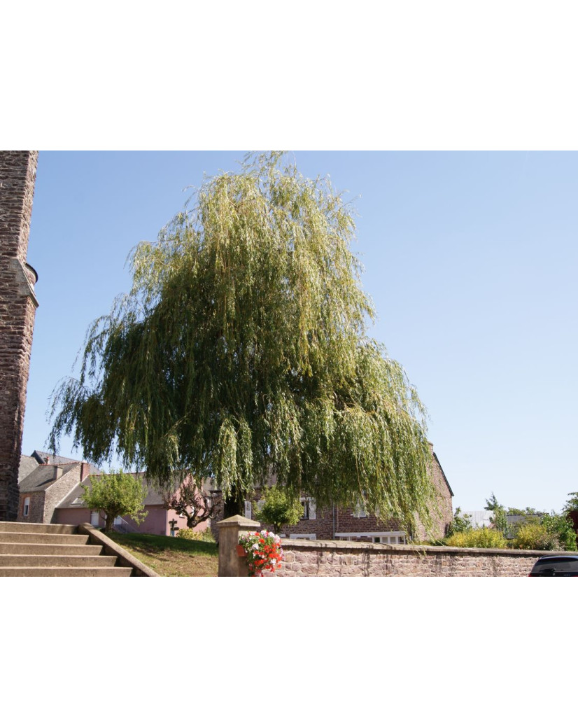 Gele treurwilg - Salix sepulcralis Chrysocoma