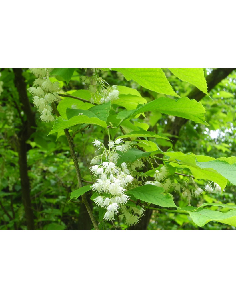 Small epaulette tree - Pterostyrax psilophyllus