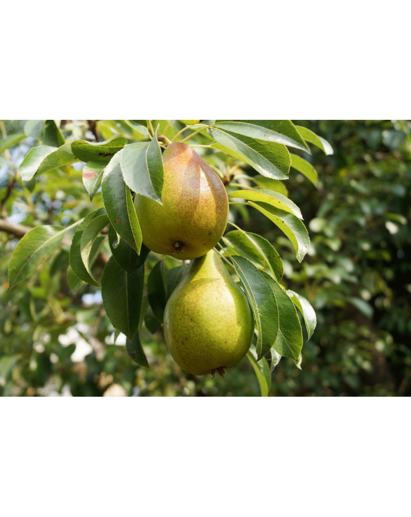 Poirier Durondeau - Pyrus communis Durondeau