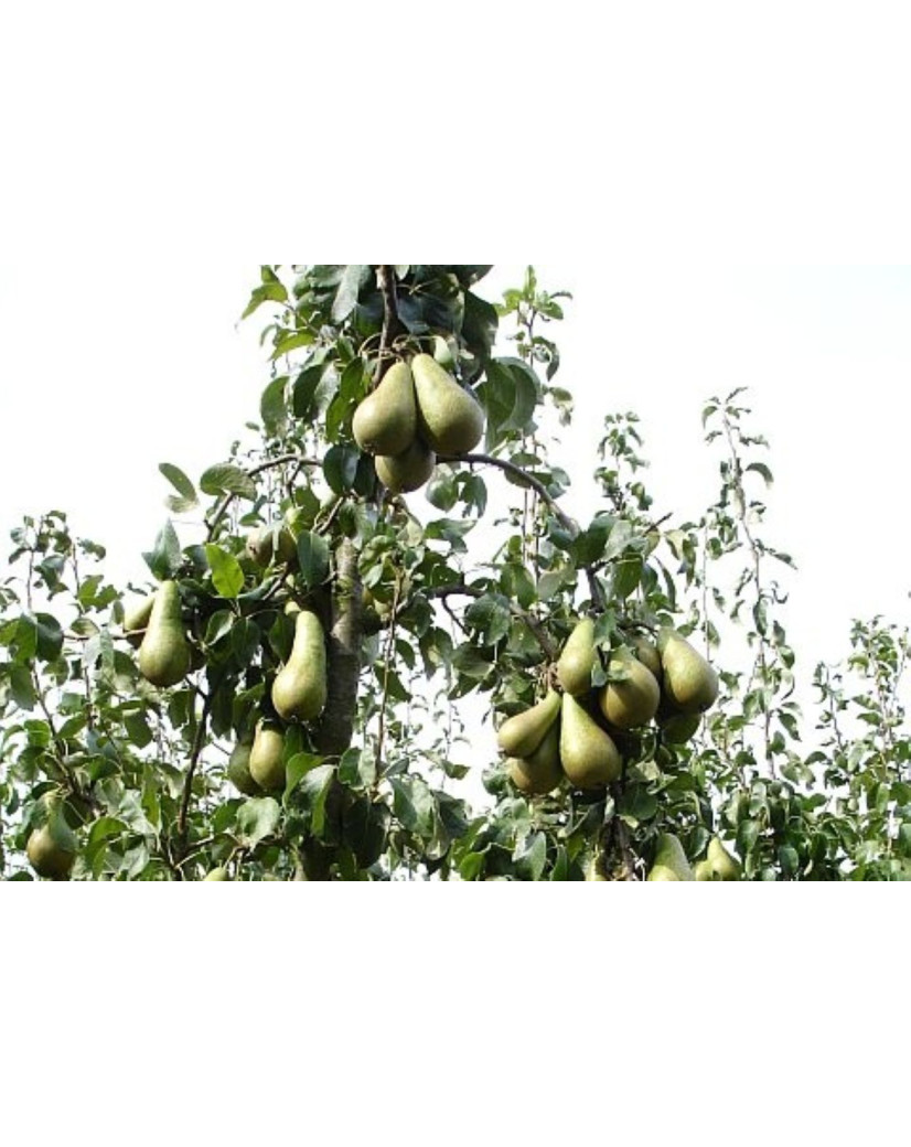 Perenboom Conférence - Pyrus communis Conférence