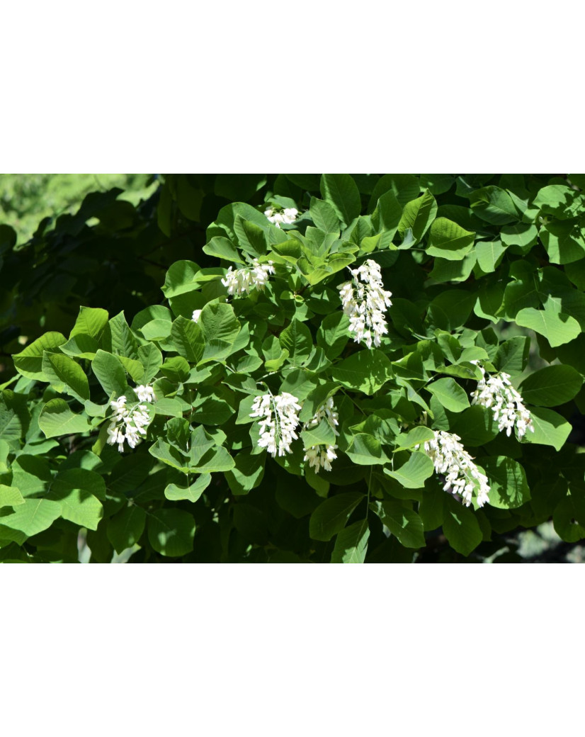 Gele Zeepboom - Koelreuteria Paniculata
