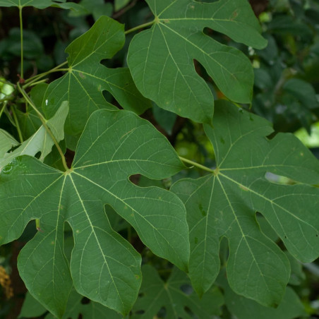 Chinese Parasol Tree - Firmiana simplex