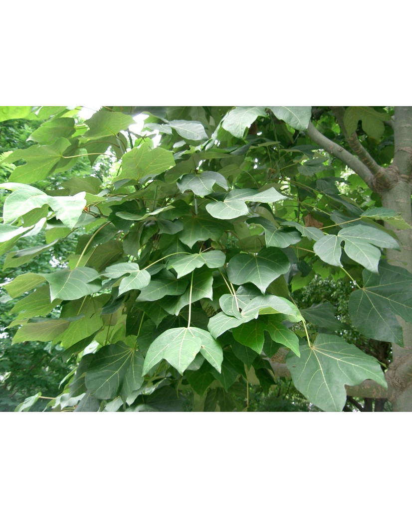 Buy Trees | Fast Delivery