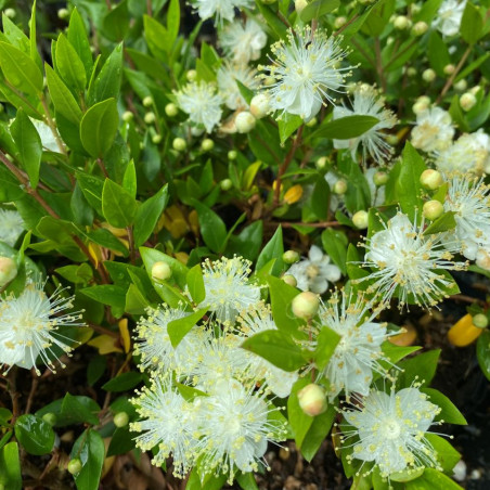 Myrte commun - Myrtus communis