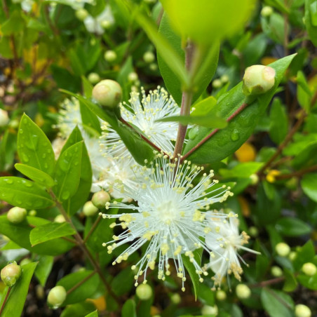 Myrte commun - Myrtus communis