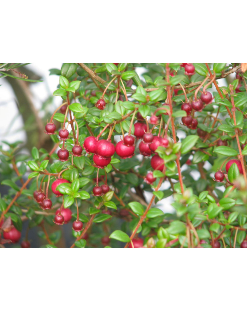 Chilean guava – Ugni molinae 'Bella Berry'