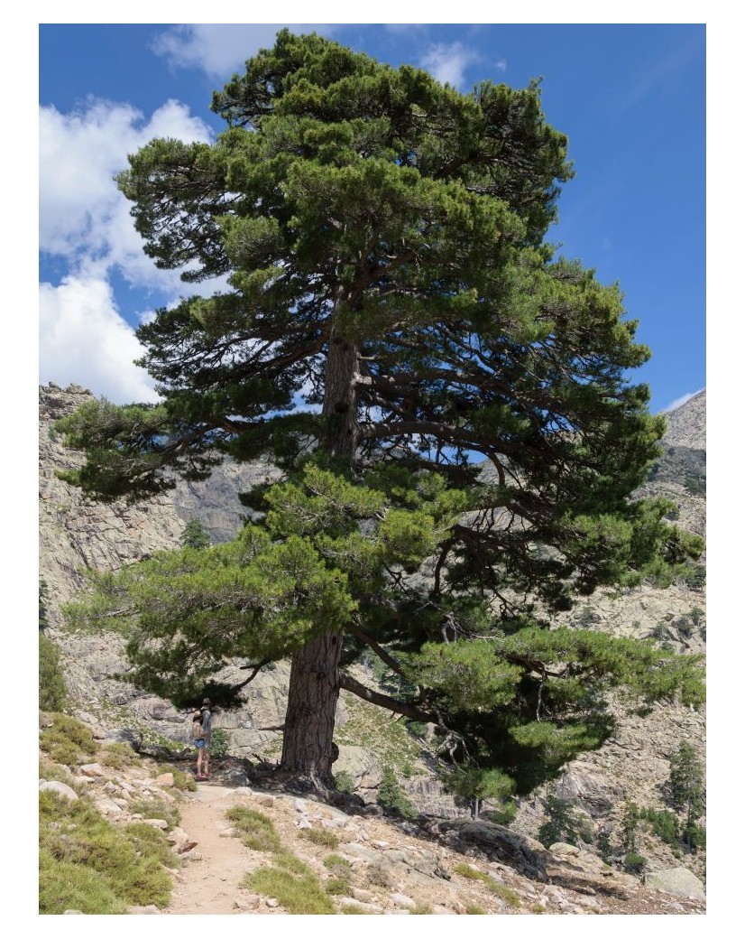 Corsican pine - Pinus nigra Laricio or Pinus nigra Corsicana