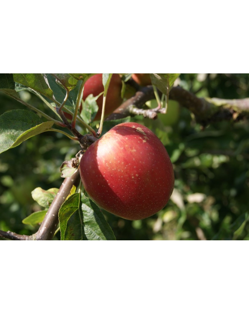 Summerred appelboom - Malus domestica 'Summerred'