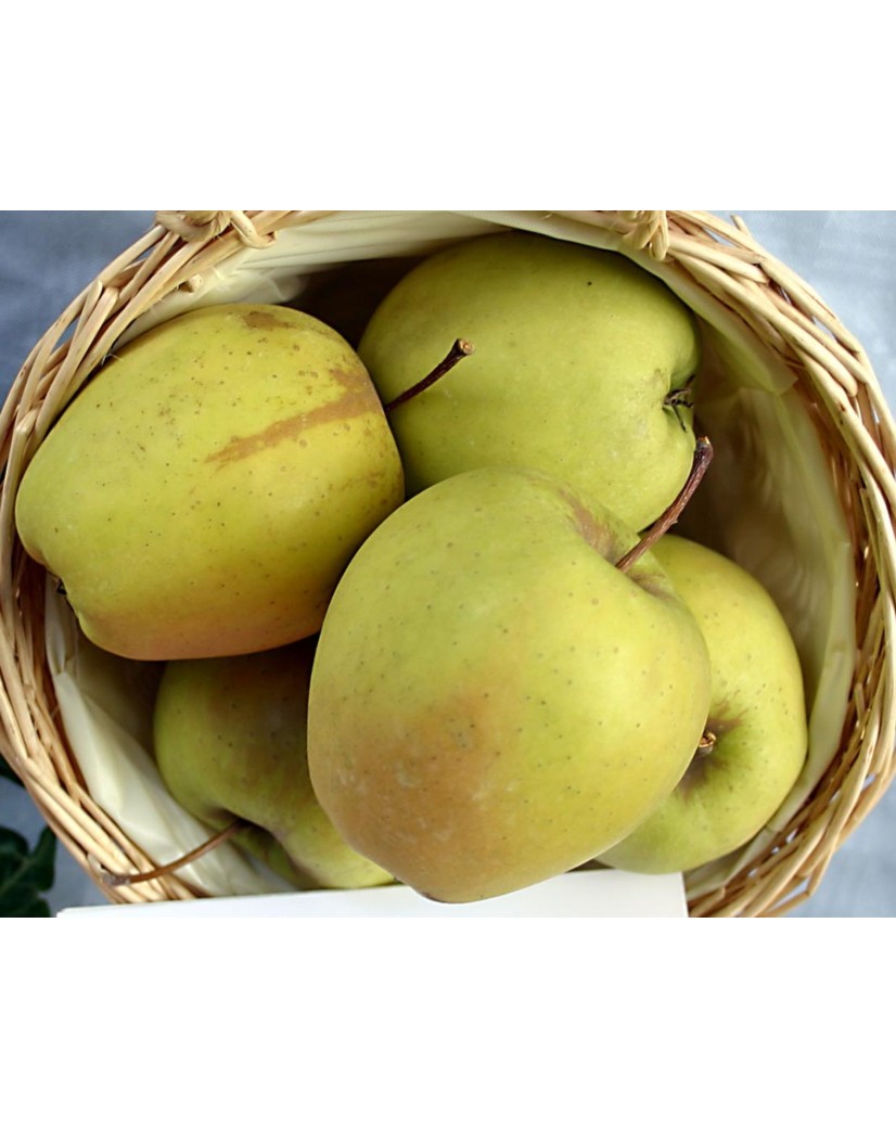 Golden Delicious apple tree - Malus domestica 'Golden Delicious'