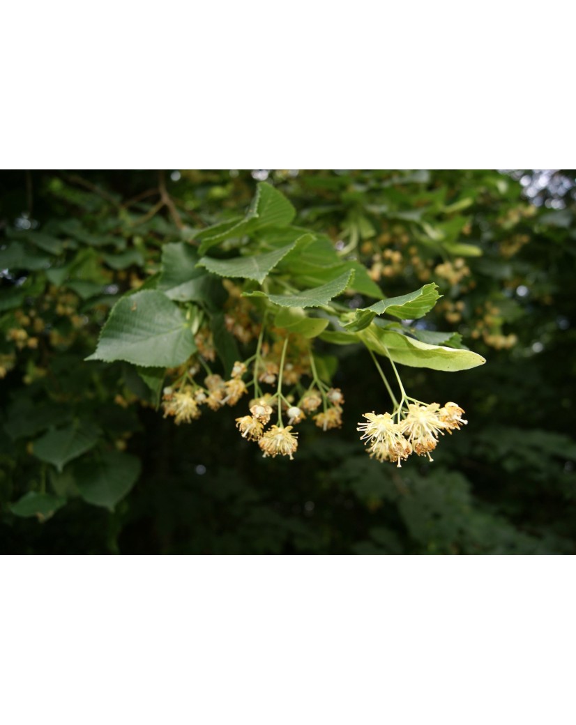 Tilleul à infusion - Tilia Cordata