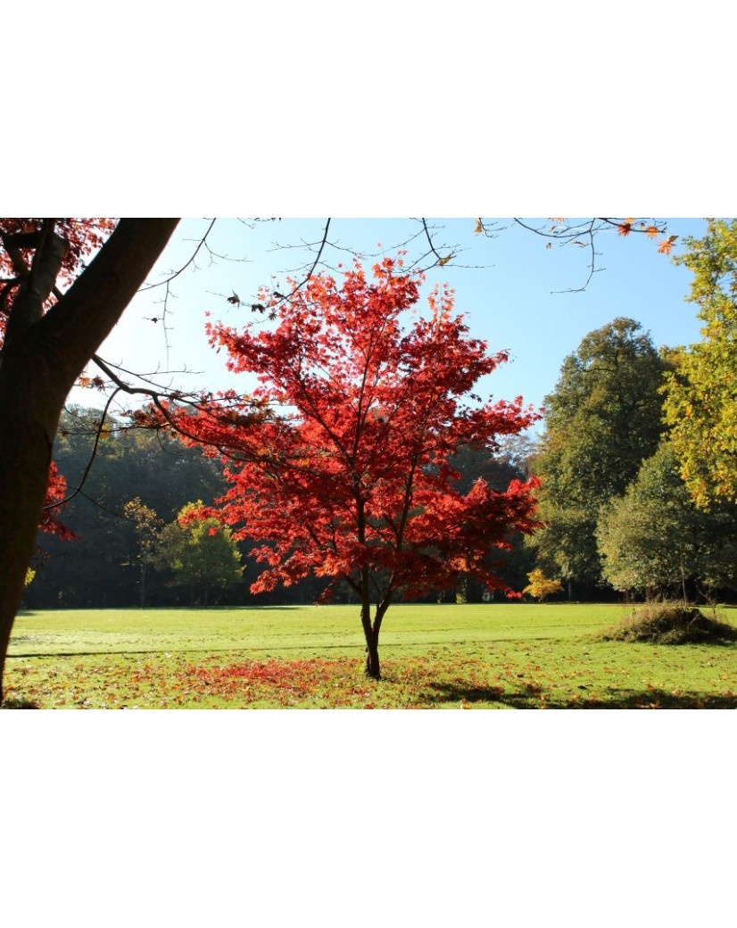 Purple Japanese maple - Acer Palmatum Atropurpureum