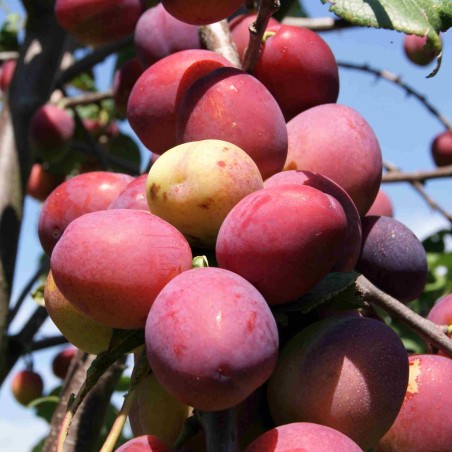 Mirabelle plum Ruby tree "Columnar "- Prunus Domestica Mirabelle Ruby®