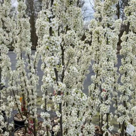 Mirabelle plum Ruby tree "Columnar "- Prunus Domestica Mirabelle Ruby®