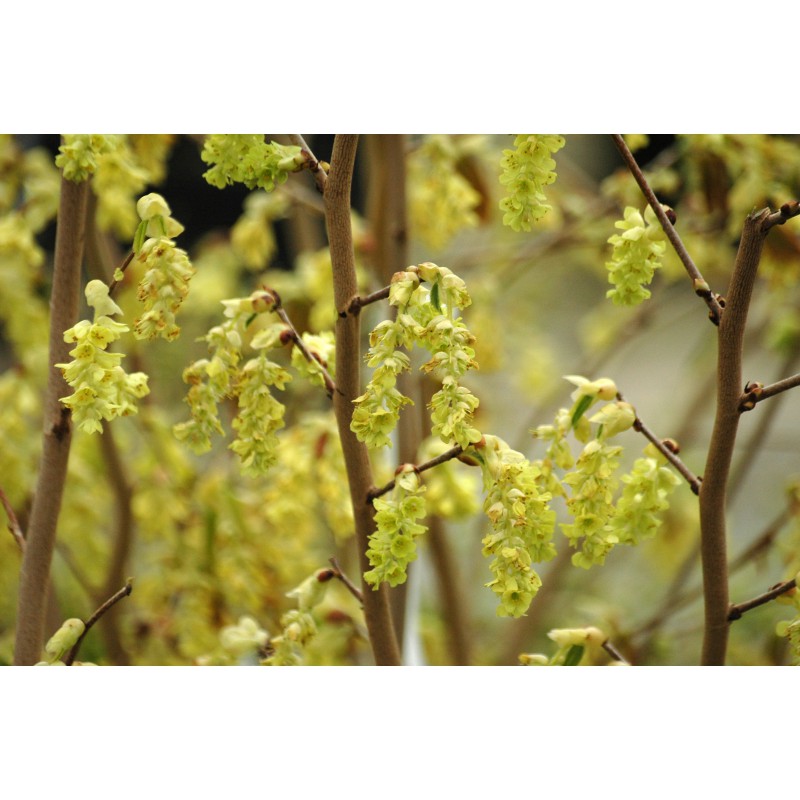 Winter-hazel - Corylopsis Spicata