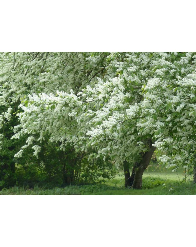 Bird Cherry - Prunus Padus