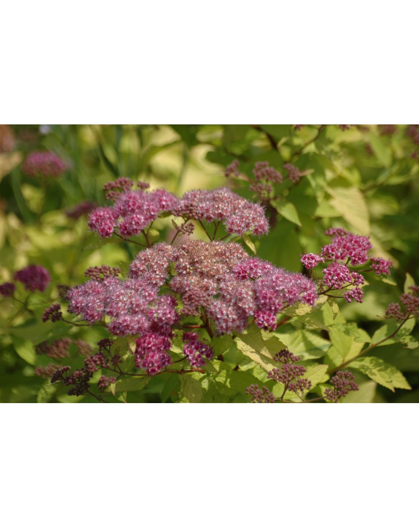 Japanese spirea Firelight - Spiraea Japonica Firelight