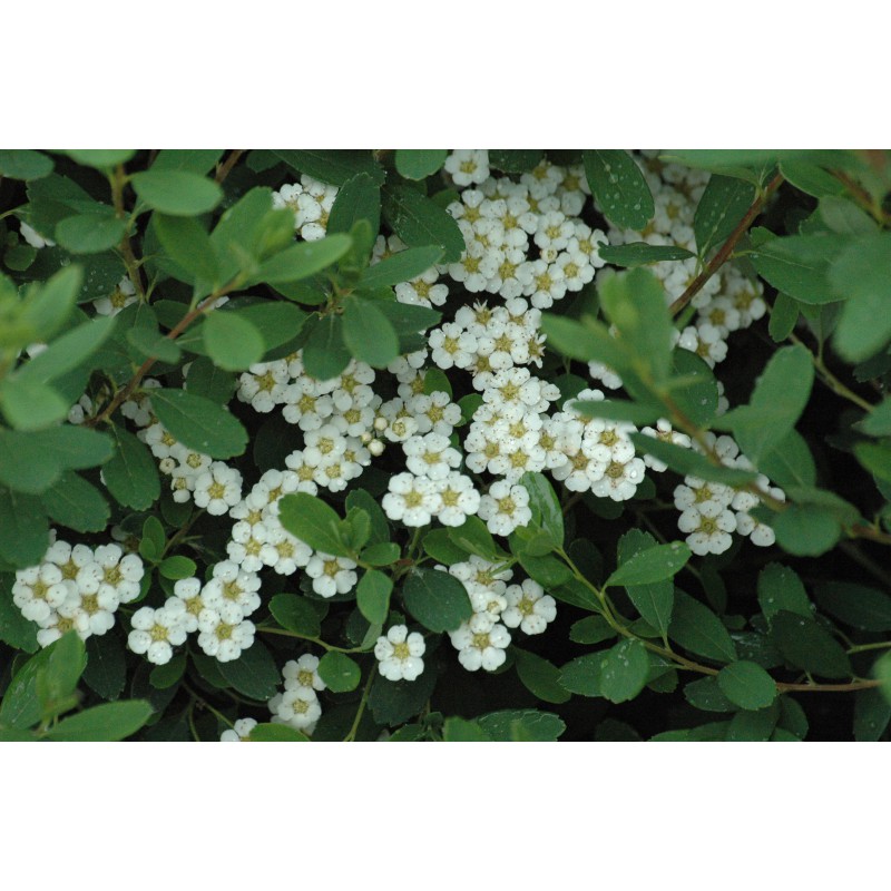 Tosa spirea Snowmound - Spiraea Nipponica Snowmound