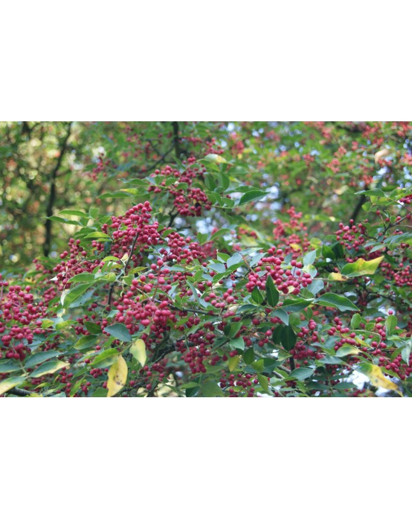 Chinese pepper tree - Zanthoxylum simulans