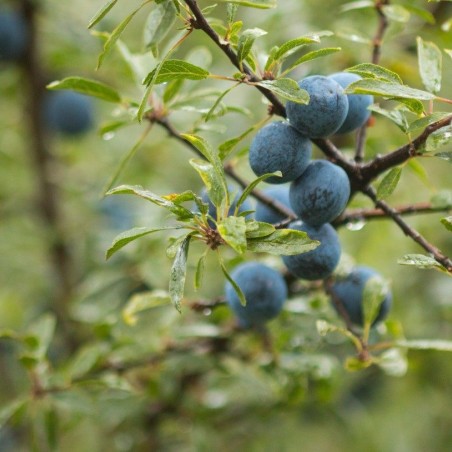 Blackthorn - Sloe - Prunus Spinosa