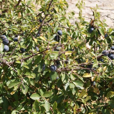 Blackthorn - Sloe - Prunus Spinosa