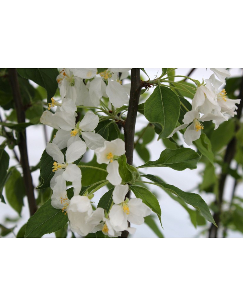 Crab Apple John Downie - Malus John Downie