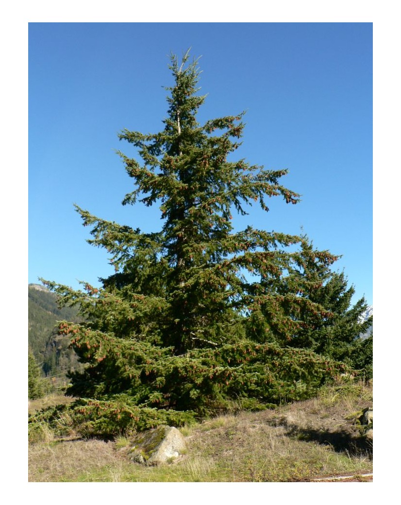 Douglasspar - Pseudotsuga menziesii