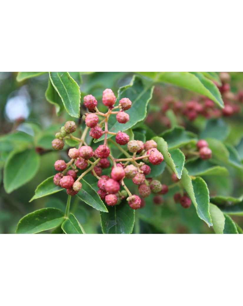Chinese pepper tree - Zanthoxylum simulans