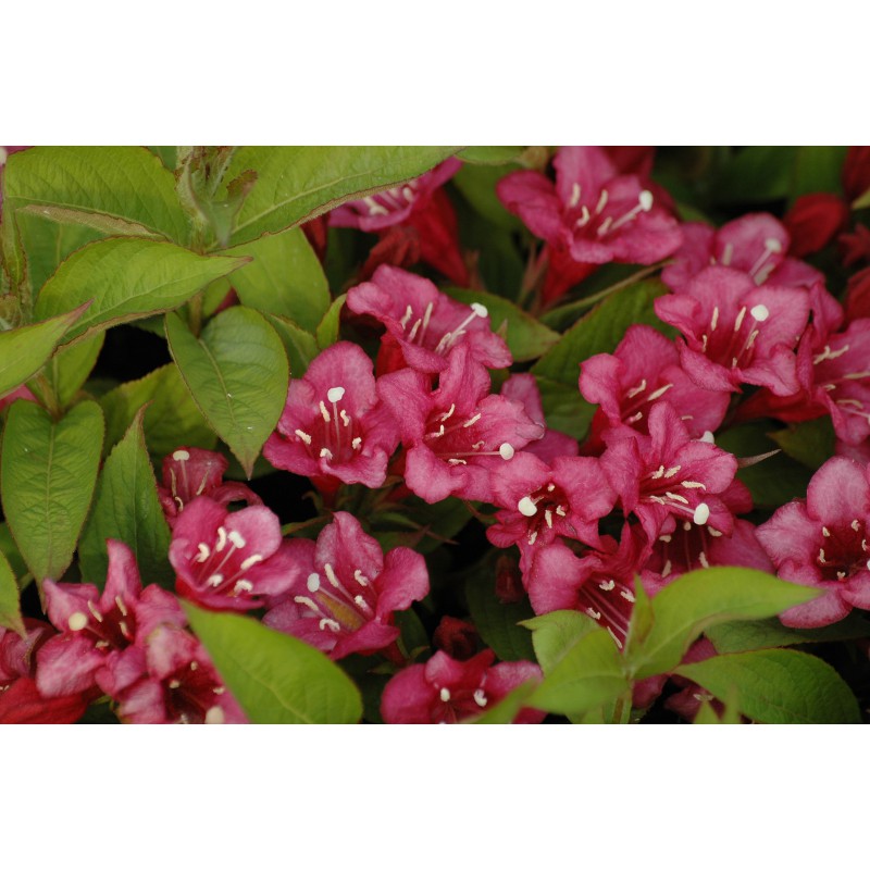 Red Weigelia - Weigela Bristol Ruby